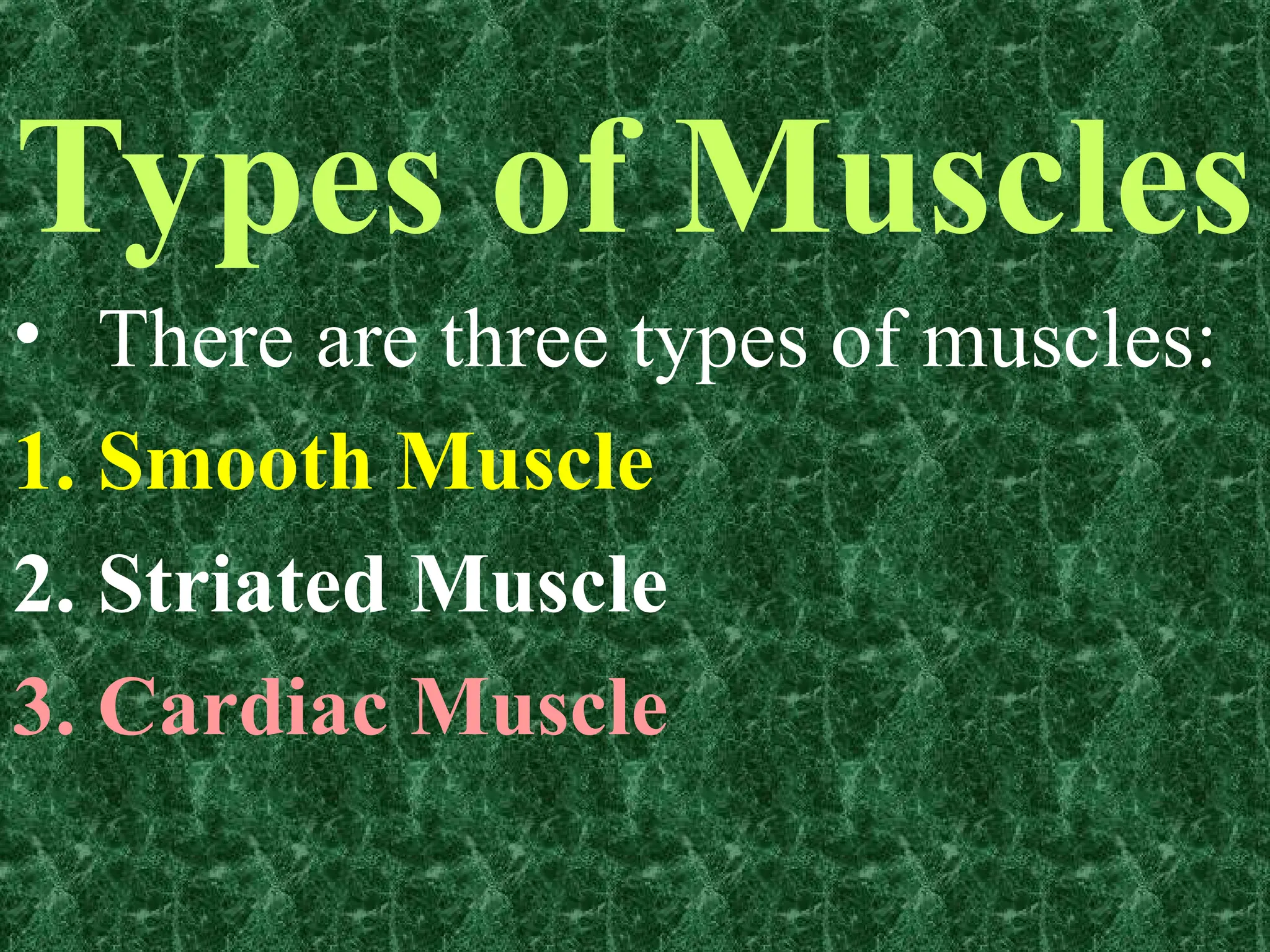 muscular system .ppt