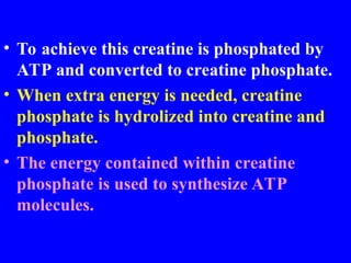 muscular system .ppt