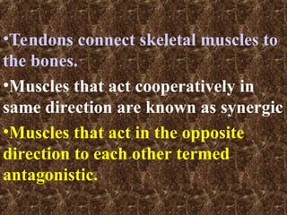 muscular system .ppt