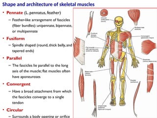MUSCULAR SYSTEM and its classification.pptx