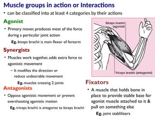 MUSCULAR SYSTEM and its classification.pptx