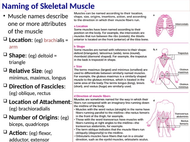 MUSCULAR SYSTEM and its classification.pptx