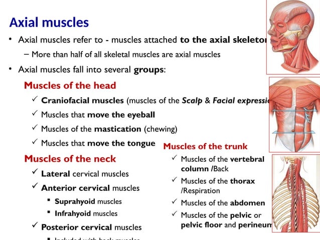 MUSCULAR SYSTEM and its classification.pptx