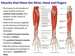 MUSCULAR SYSTEM and its classification.pptx