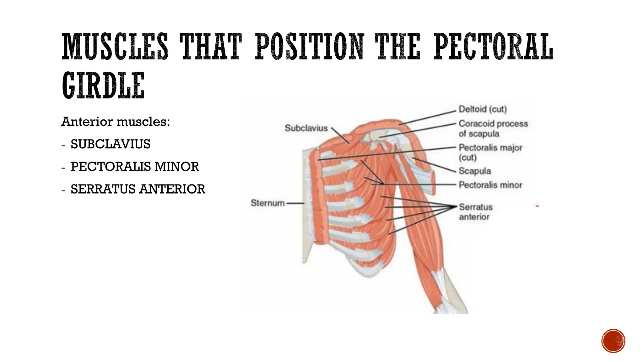 MUSCULAR SYSTEM—Anatomy and physiology.pdfcmc | PDF
