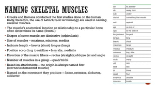 MUSCULAR SYSTEM—Anatomy and physiology.pdfcmc | PDF