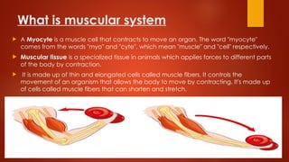 MUSCULAR SYSTEM of human body of anatomy.pptx