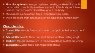 MUSCULAR SYSTEM of human body of anatomy.pptx