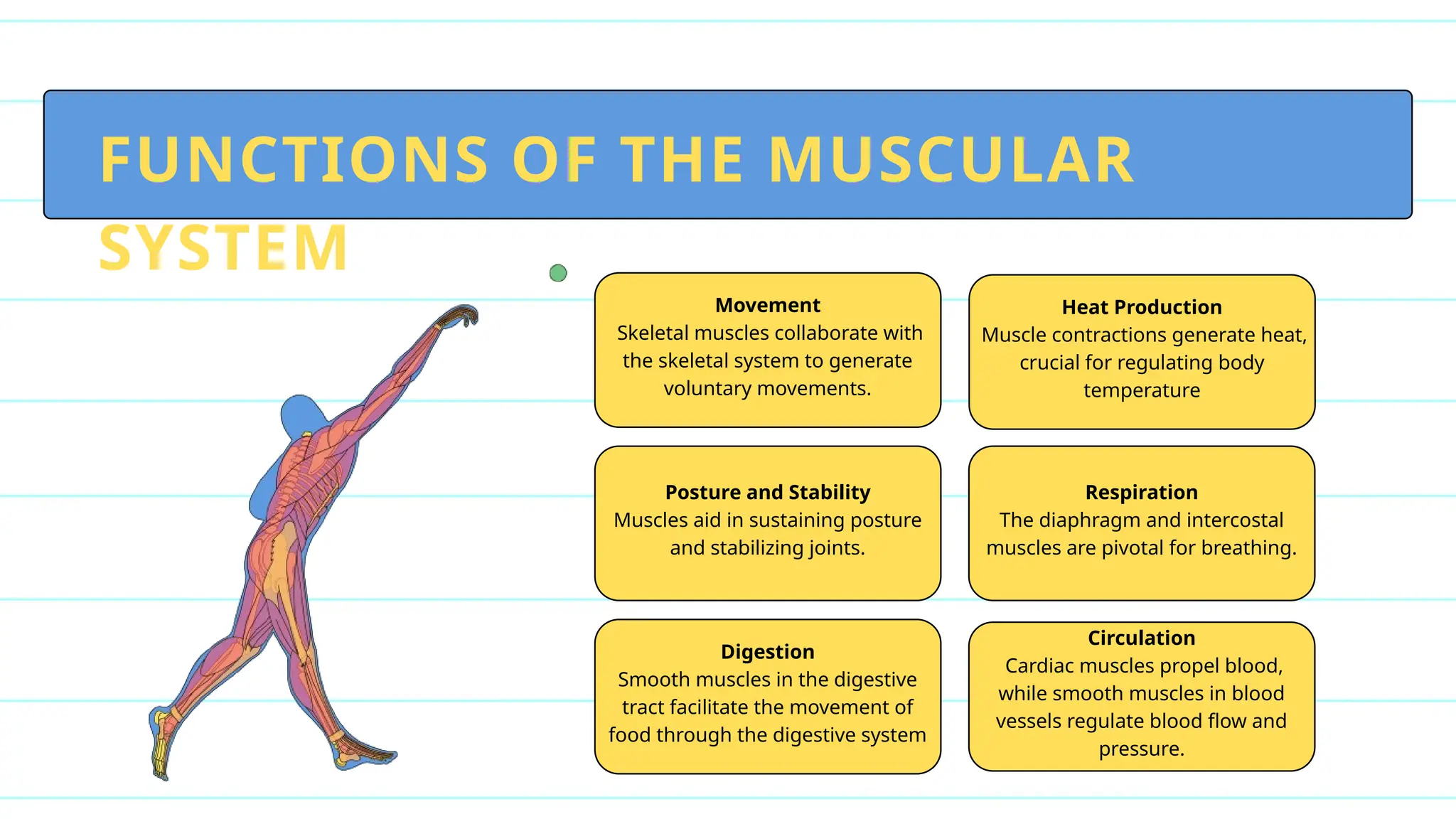 Muscular System powerpoint presentation for grade 4 students and ...