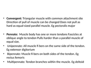 MUSCULAR SYSTEM for nursing students .pptx