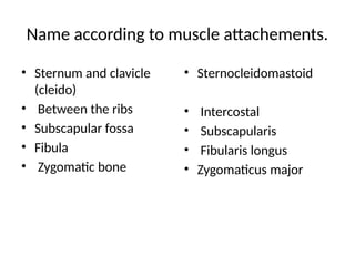 MUSCULAR SYSTEM for nursing students .pptx