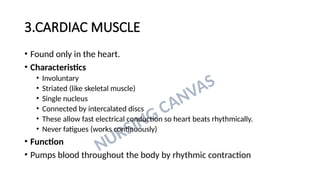 Anatomy & Physiology of MUSCULAR SYSTEM.pptx