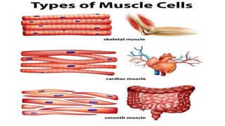 Anatomy & Physiology of MUSCULAR SYSTEM.pptx