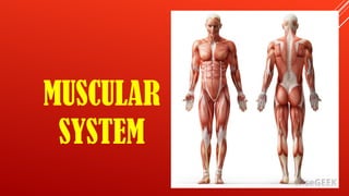 MUSCULAR SYSTEM :groups, function,and Gross anatomy | PPT