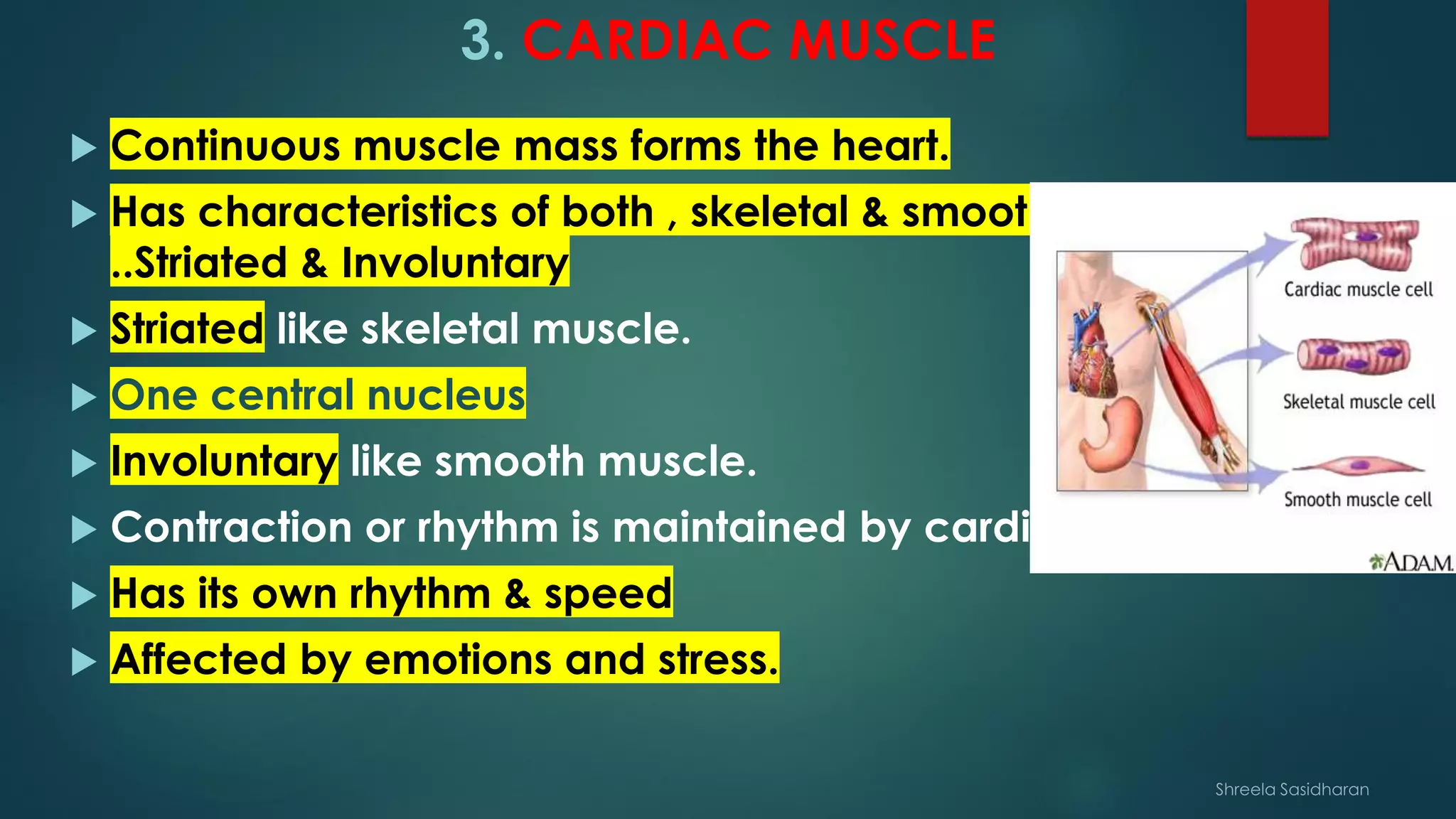 Muscular system Anatomy n Physiology | PPT
