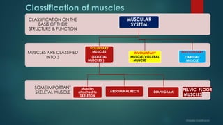Muscular system Anatomy n Physiology | PPT