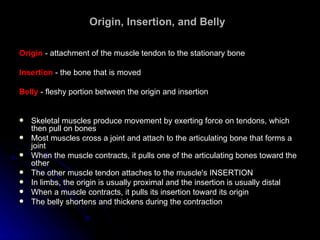 Muscular system skeletal | PPT