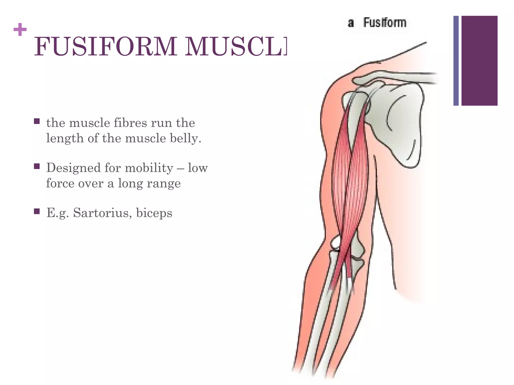 Muscular system 1 | PPT