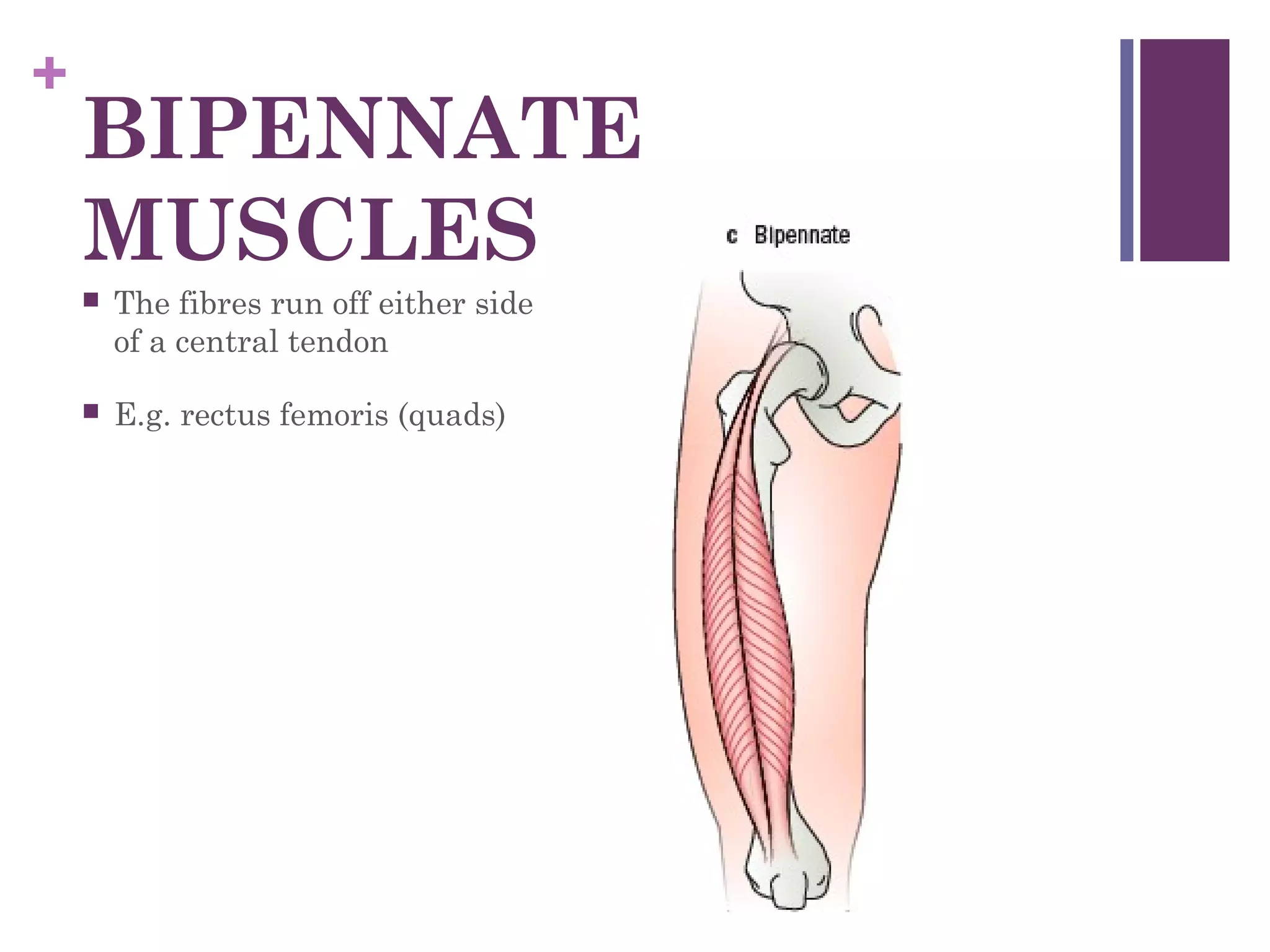 Muscular system 1 | PPT