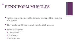 Muscular system 1 | PPT