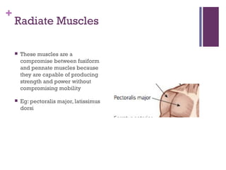 Muscular system 1 | PPT