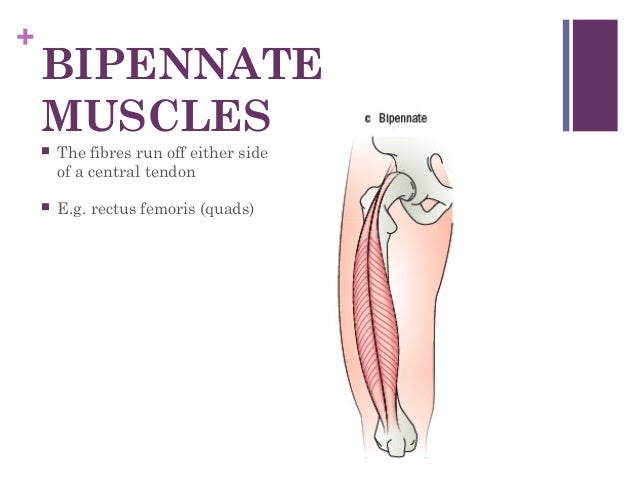 Bipennate Muscle