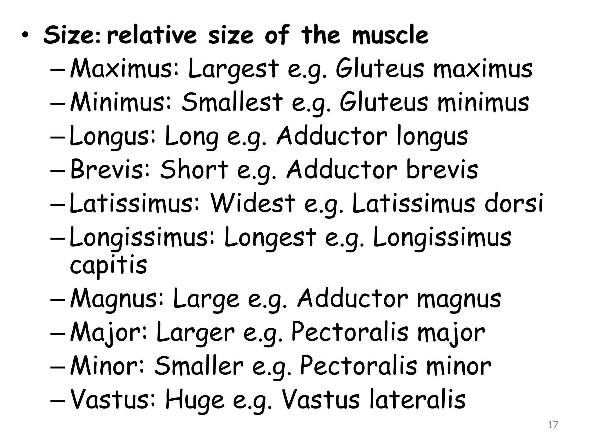 Muscular system class at addis ababa cba | PPT