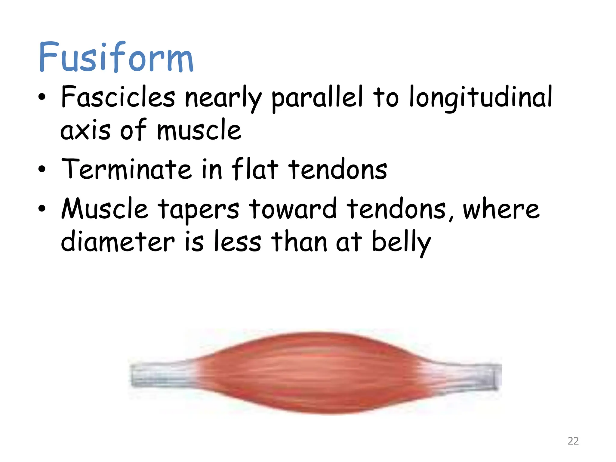 Muscular system class at addis ababa cba | PPT