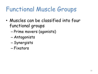 Muscular system class at addis ababa cba | PPT
