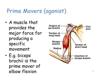 Muscular system class at addis ababa cba | PPT