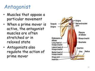 Muscular system class at addis ababa cba | PPT