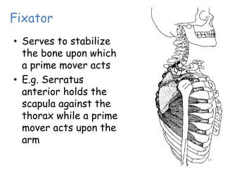 Muscular system class at addis ababa cba | PPT