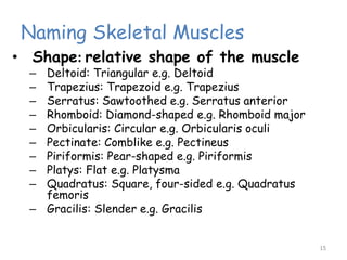 Muscular system class at addis ababa cba | PPT