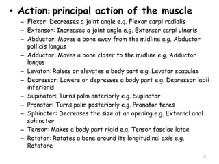 Muscular system class at addis ababa cba | PPT