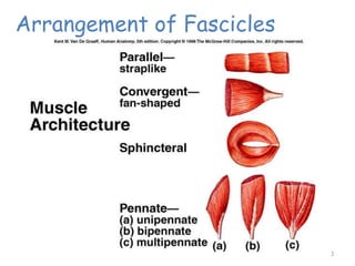 Muscular system class at addis ababa cba | PPT