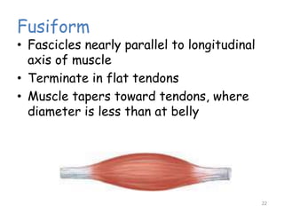 Muscular system class at addis ababa cba | PPT