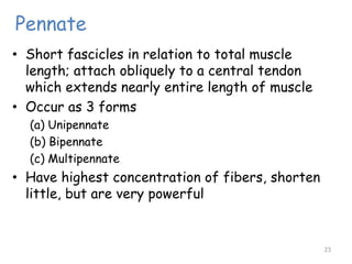 Muscular system class at addis ababa cba | PPT