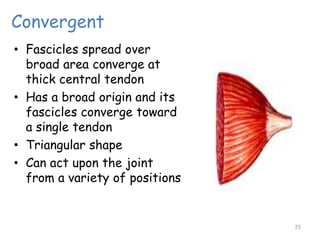 Muscular system class at addis ababa cba | PPT
