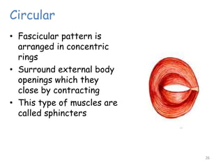 Muscular system class at addis ababa cba | PPT
