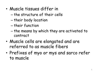 Muscular system class at addis ababa cba | PPT