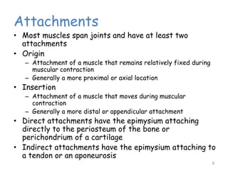 Muscular system class at addis ababa cba | PPT