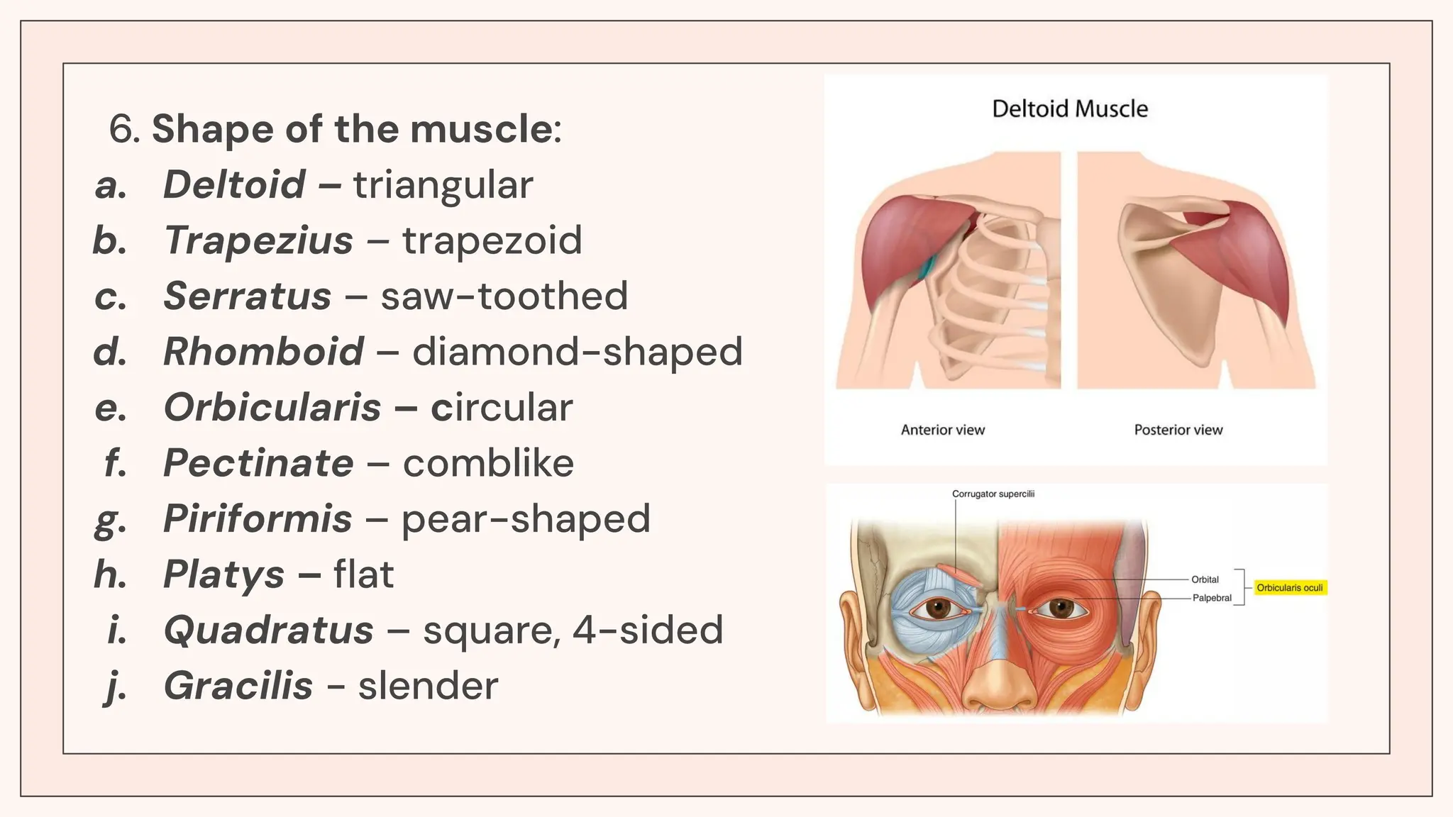 MUSCULAR SYSTEM human anatomy with patho | PDF