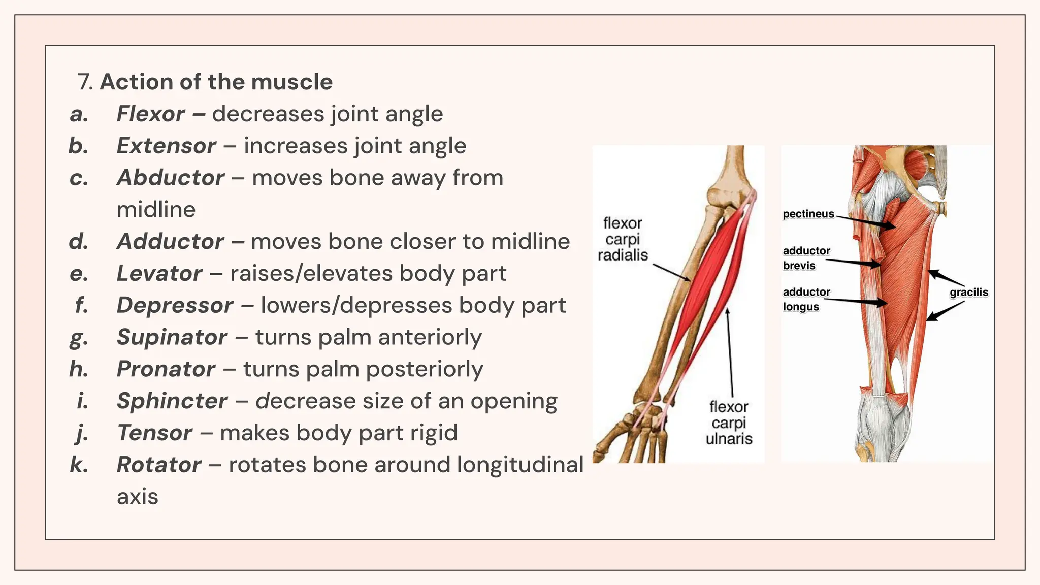 MUSCULAR SYSTEM human anatomy with patho | PDF