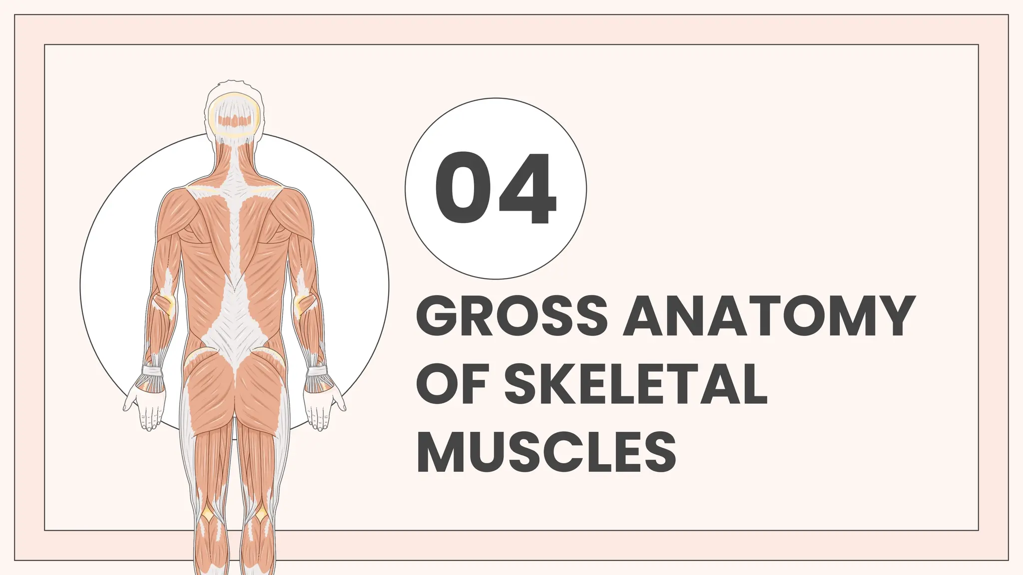 MUSCULAR SYSTEM human anatomy with patho | PDF