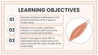 MUSCULAR SYSTEM human anatomy with patho | PDF