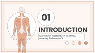 MUSCULAR SYSTEM human anatomy with patho | PDF
