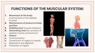 MUSCULAR SYSTEM human anatomy with patho | PDF