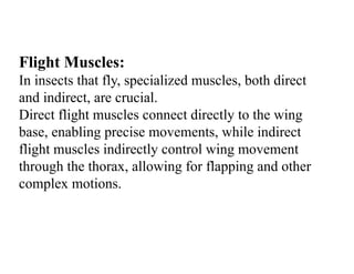 MUSCULAR_SYSTEM of insects and it's structure pptx | PPTX