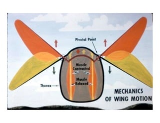 MUSCULAR_SYSTEM of insects and it's structure pptx | PPTX