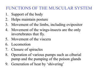 MUSCULAR_SYSTEM of insects and it's structure pptx | PPTX
